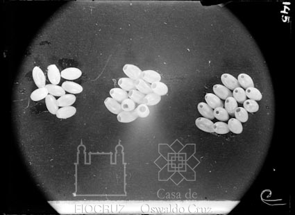 Ovo de barbeiro - Doença de Chagas - Base Arch